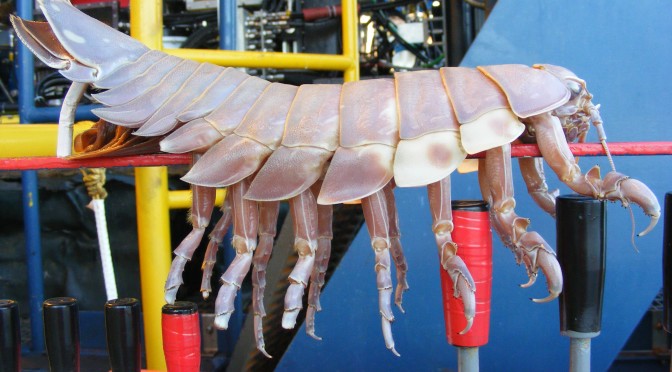 Cryptids – ParaRational