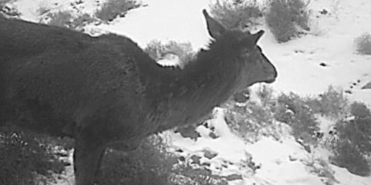 Cryptid Found In Northern China - ParaRational