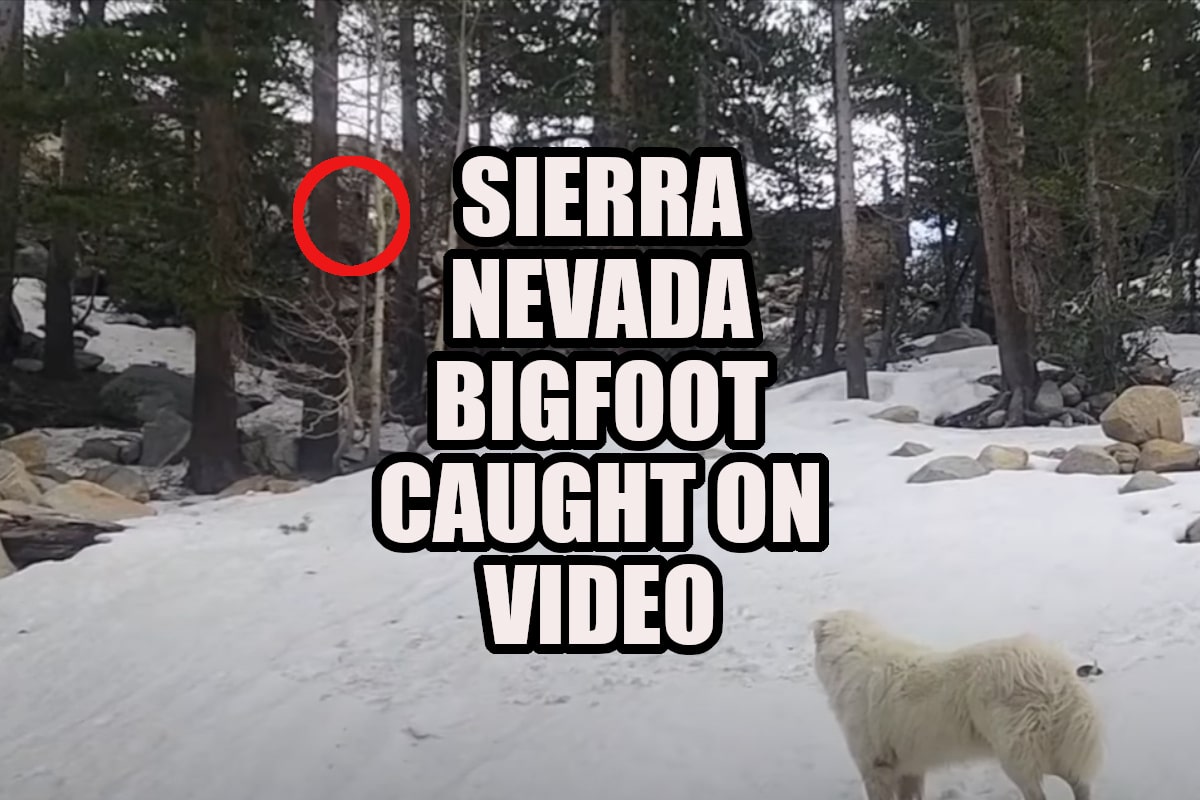 Bigfoot Sighting in Sierra Nevada Caught on Camera | ParaRational